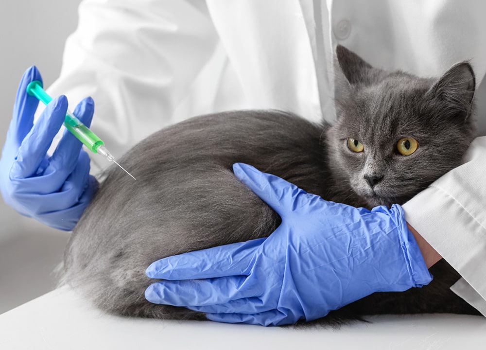 Você sabe qual é a importância da vacina antirrábica para cães e gatos ...
